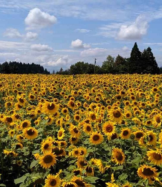 The Enchanting Sunflower Field In Oregon That Most People Have No Idea Exists