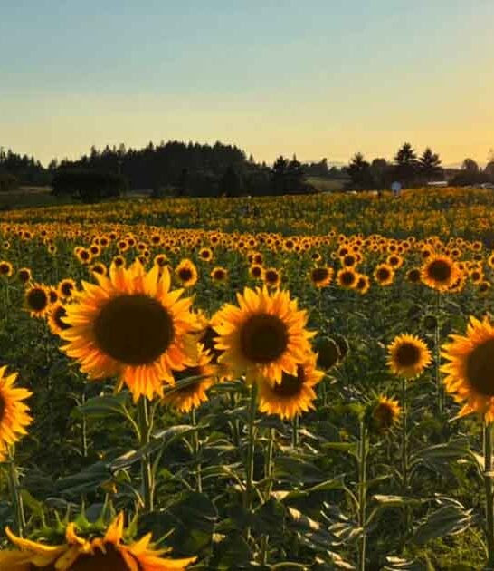 oregon sunflower field magical ftr