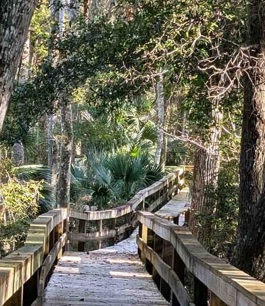otherworldly florida preserve dream ftr