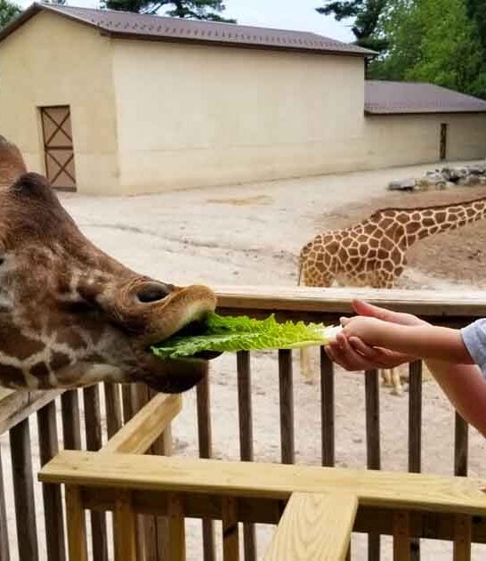 pennsylvania big zoo attraction ftr