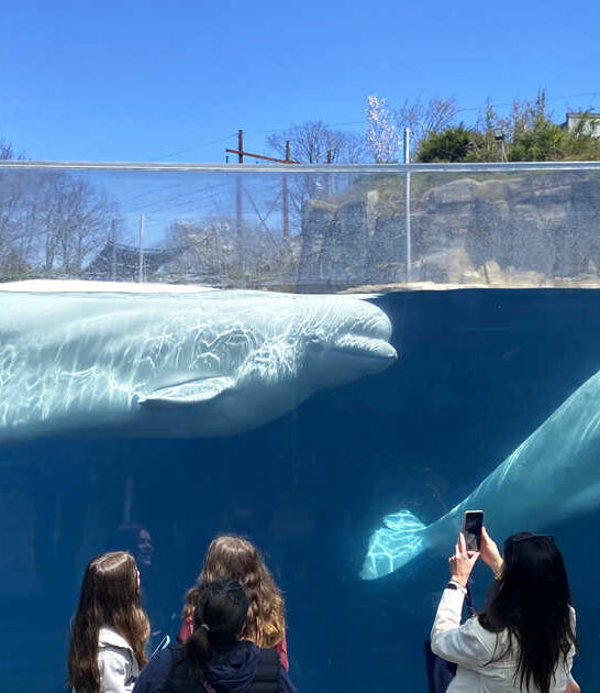 place beluga whales connecticut ftr