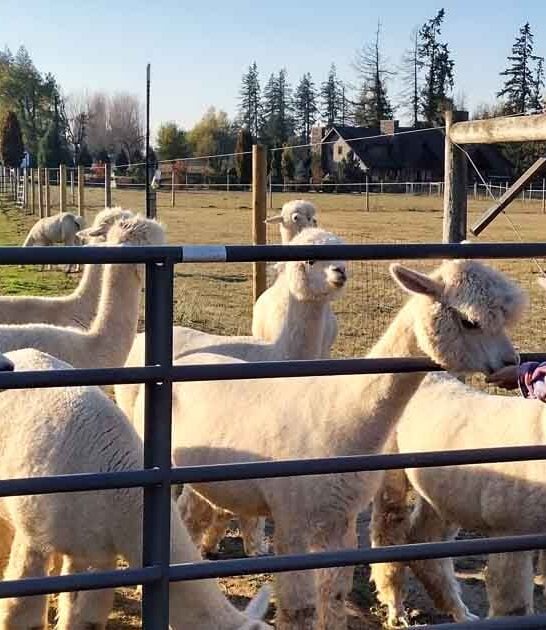 ranch fuzziest alpacas oregon ftr