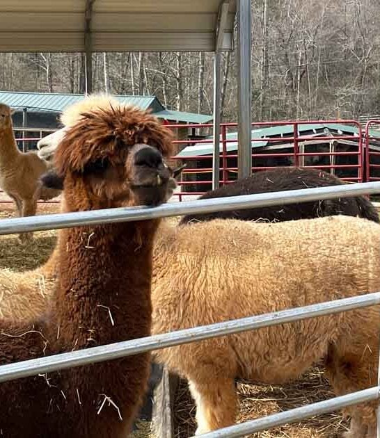 remarkable animal experience georgia ftr