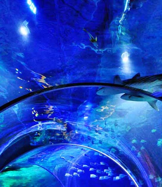 remarkable north carolina aquarium ftr