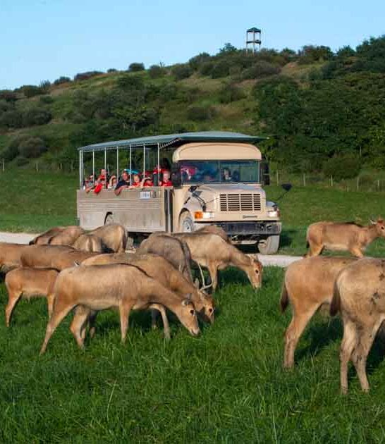 safari ohio hidden gem ftr