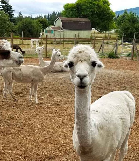 secret alpaca ranch washington ftr