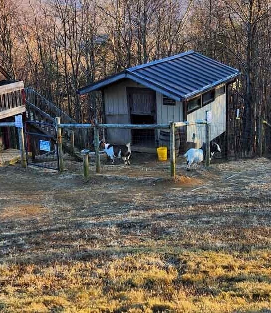 Sip Wine With Goats At This One-Of-A-Kind Georgia Vineyard