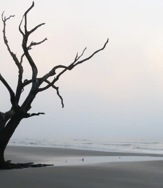 south carolina beach beautiful ftr