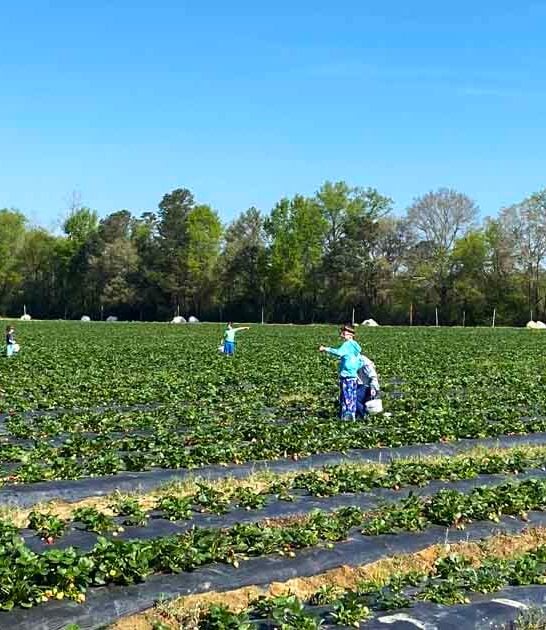 south carolina strawberry farm ftr