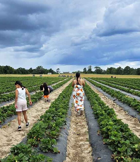 strawberries south carolina farm ftr