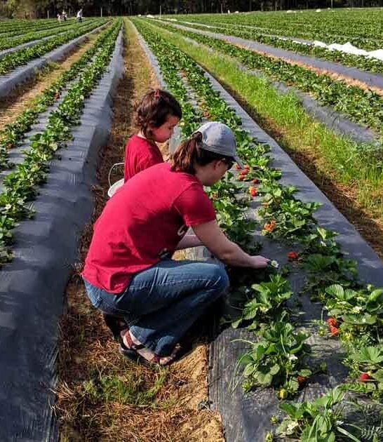 strawberry farm south carolina ftr