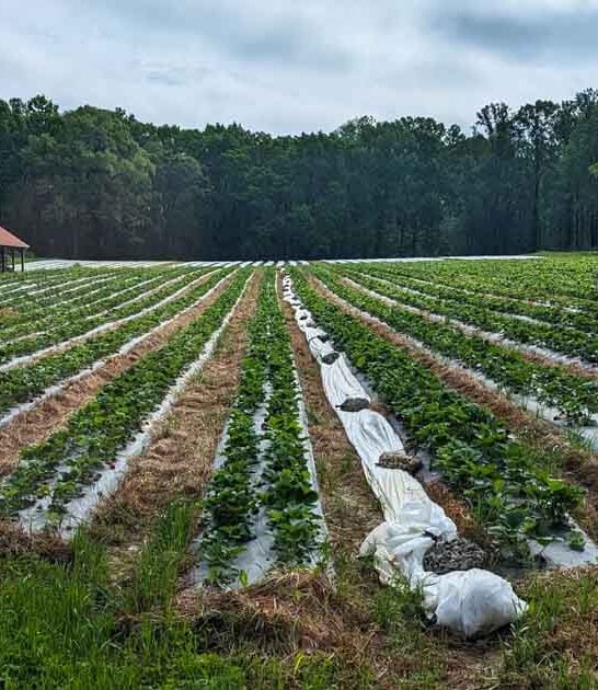 strawberry north carolina farm ftr