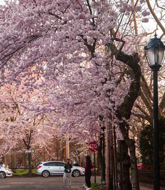stunning flower gardens connecticut ftr