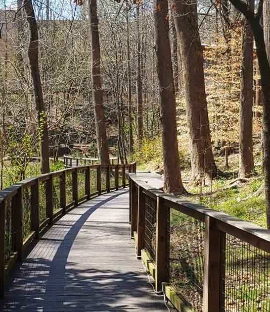stunning georgia ancient forest ftr