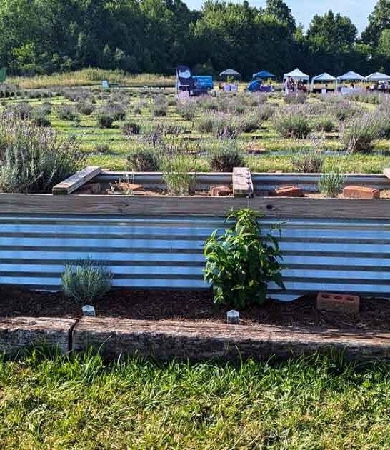 stunning lavender farm ohio ftr