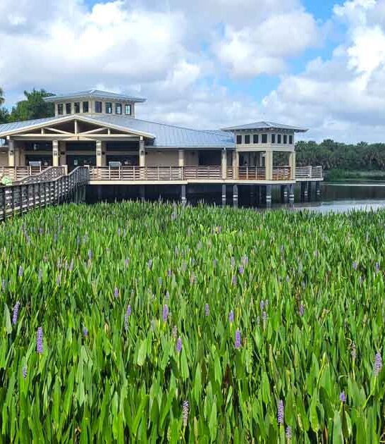 stunning nature florida preserve ftr