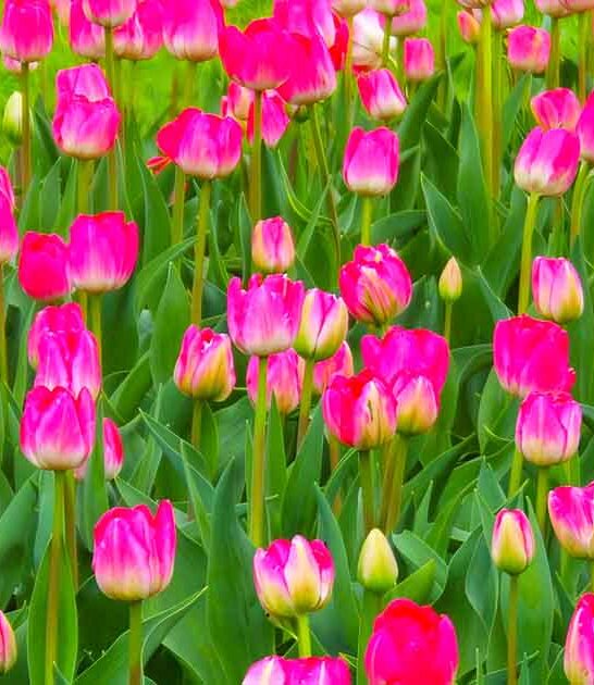 stunning tulip garden maryland ftr