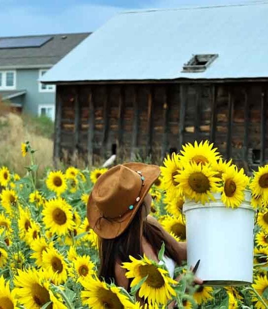 sunflower field colorado ftr