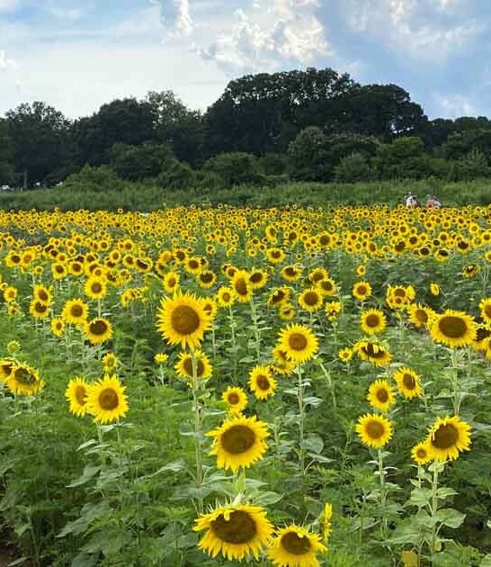 The Enchanting Sunflower Field In North Carolina That Most People Have No Idea Exists