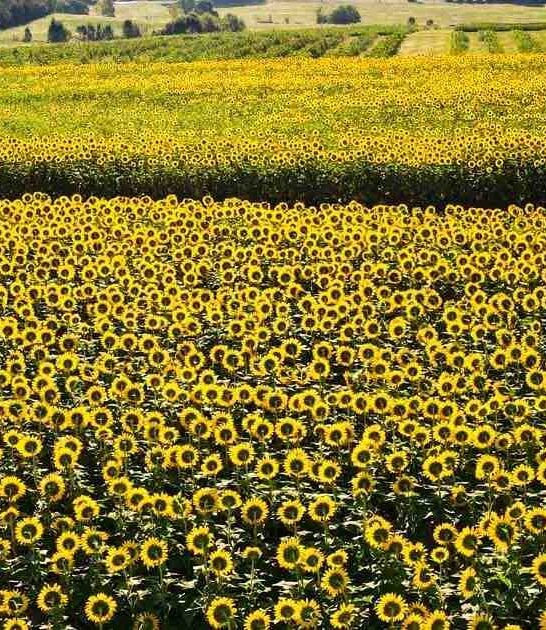 sunflower field virginia ftr