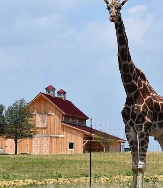 texas airbnb giraffe sanctuary ftr