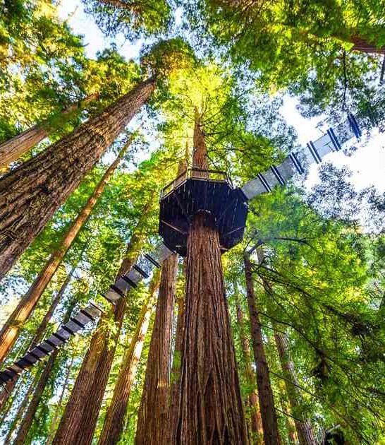 thrilling treetop walk california ftr