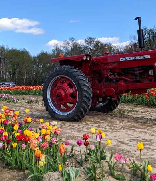 tulip farm new jersey ftr