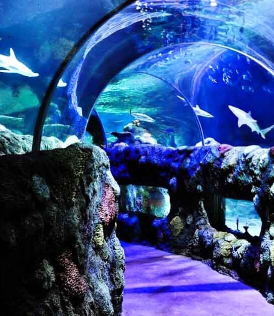 underwater aquarium north carolina ftr