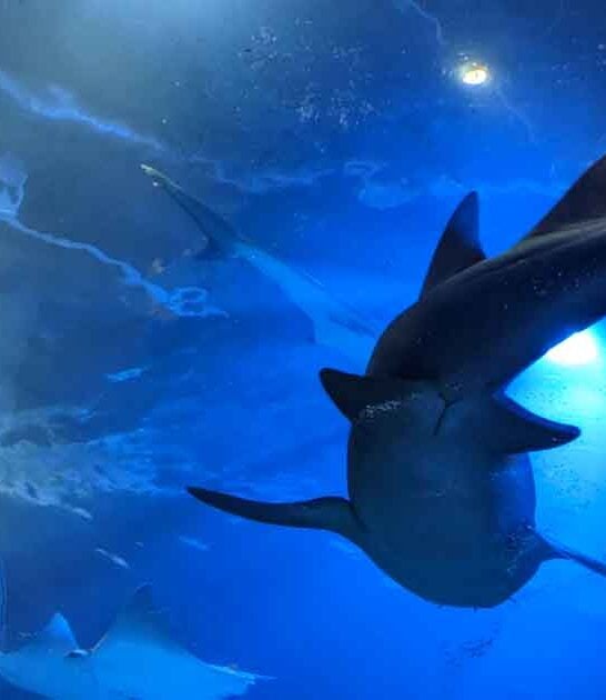 underwater tunnel michigan aquarium ftr