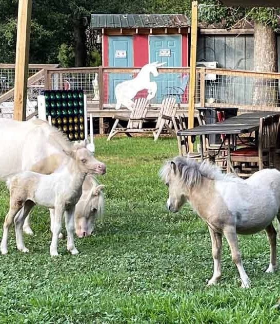 unicorn farm south carolina ftr