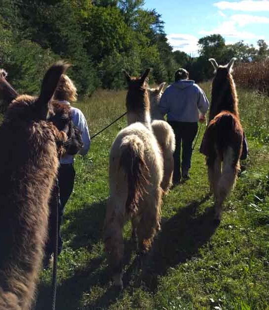 Stroll Through The Woods With An Adorable Llama At This Charming Farm In Virginia