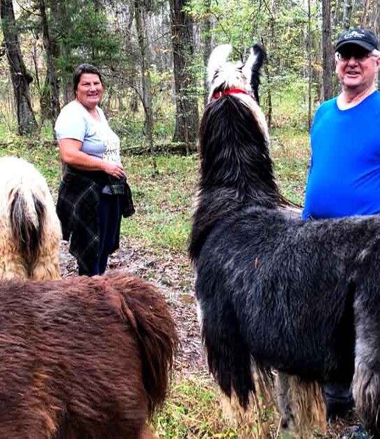 virginia farm adorable llamas ftr