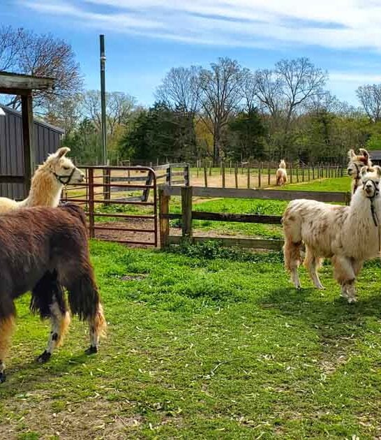 virginia unique farm llamas ftr