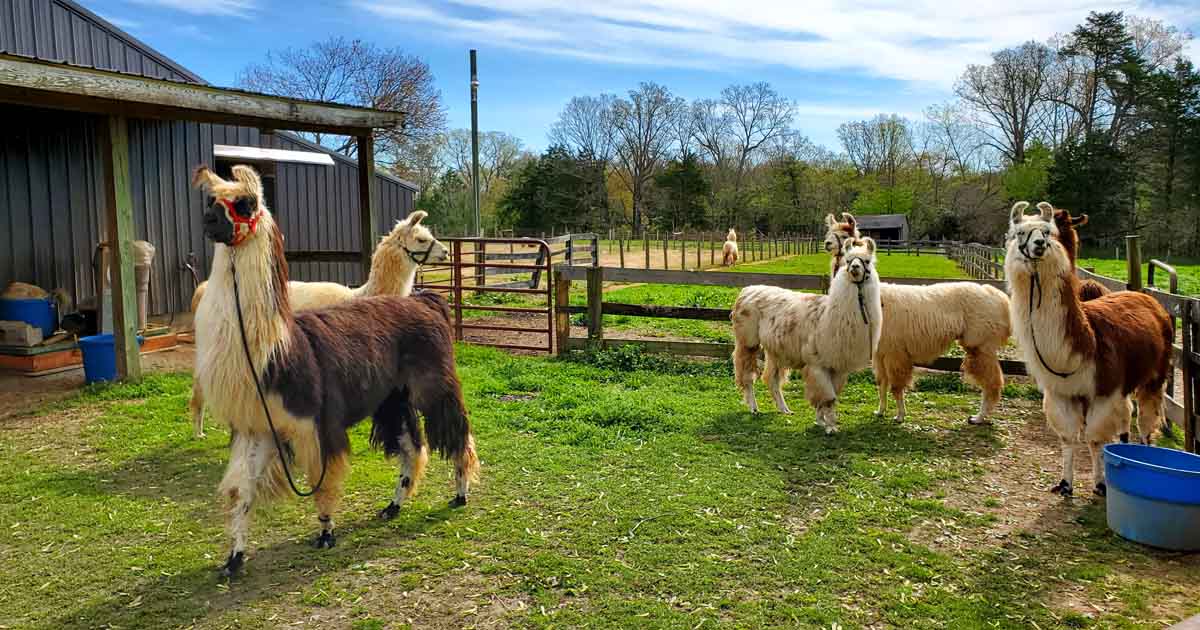 Talk A Walk Through The Woods With Llamas At This One-Of-A-Kind Farm In ...