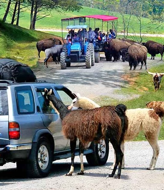 virginia wildlife incredible safari ftr