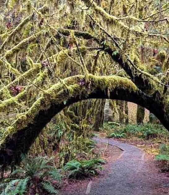 washington dreamy forest walk ftr