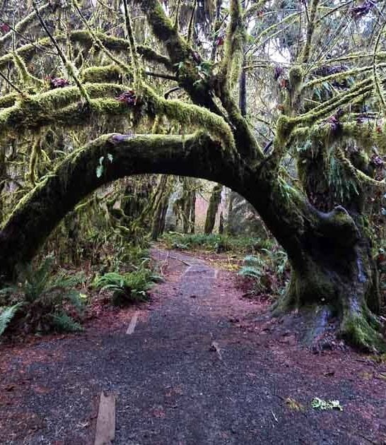 washington fairy tale forest ftr