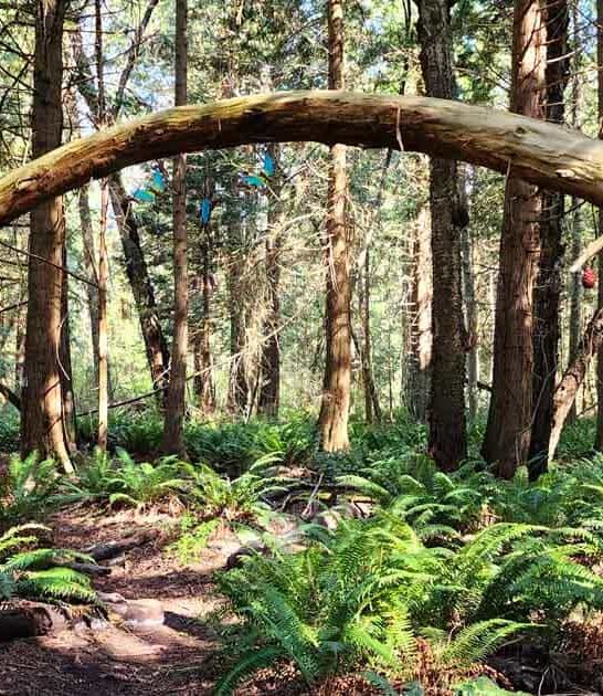 washington giant gnomes trail ftr