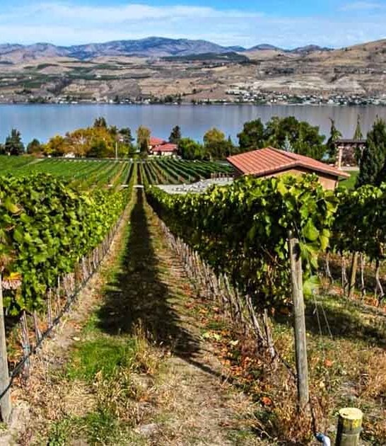 washington gorgeous wineries postcard ftr