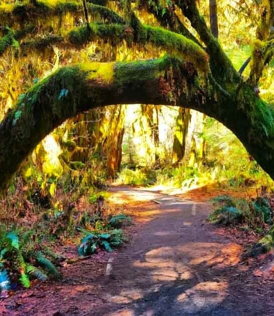 You Haven’t Lived Until You’ve Hiked These 9 Stunning Trails In Washington