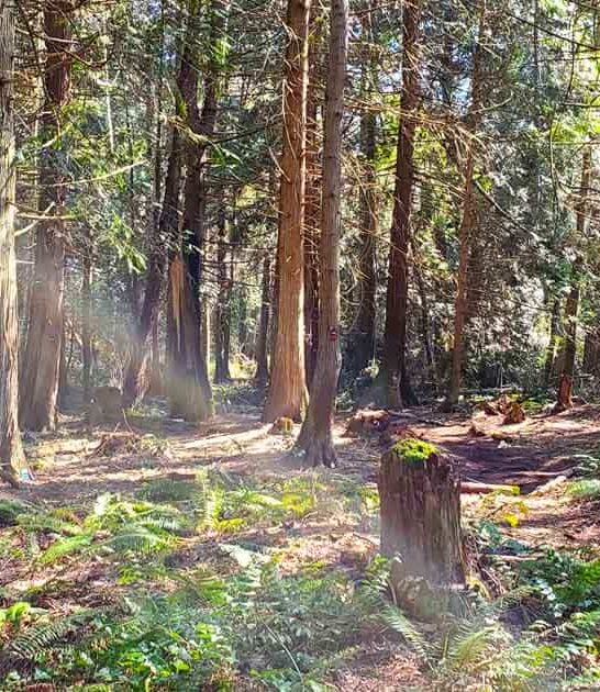 washington magical forest trail ftr