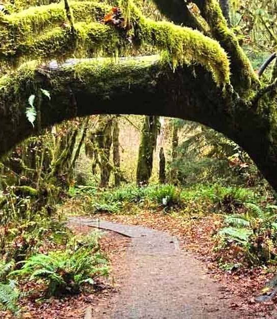 washington stunning dreamy forest ftr