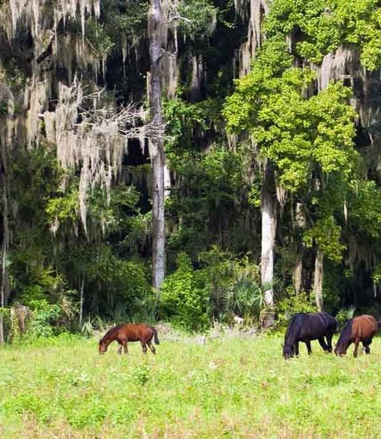 watch bison horses florida ftr