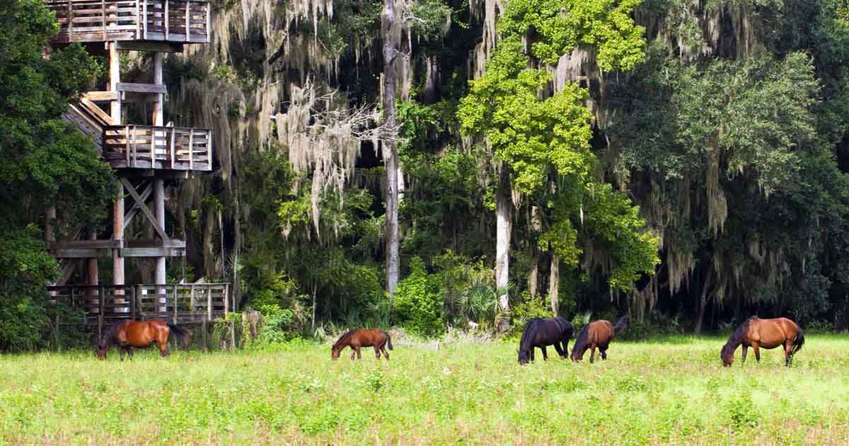 You Can Watch Wild Bison And Horses Roam Free At This Hidden Florida ...