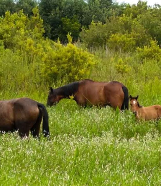 wild bison horses florida ftr