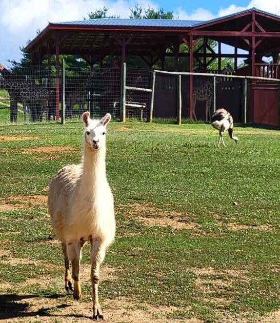 wild safari park virginia ftr