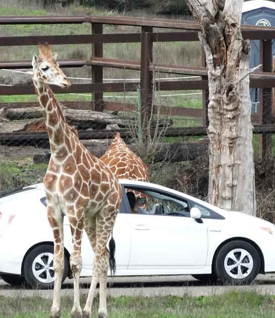wildlife safari park oregon ftr