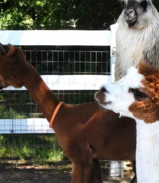 wisconsin alpaca farm trip ftr