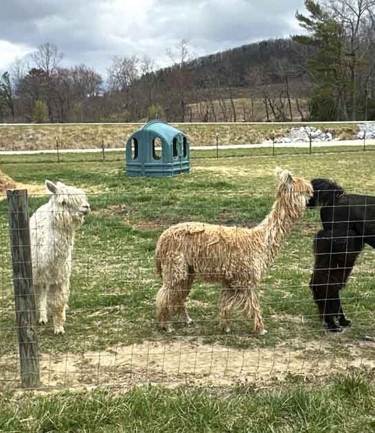 wonderful llama north carolina ftr