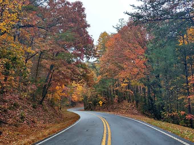Fall foliage transforms this winding mountain road into nature's own masterpiece of reds, oranges, and pure Georgia gold.